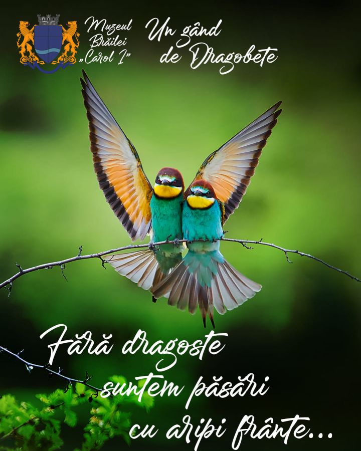 PRIGORII (Merops apiaster)