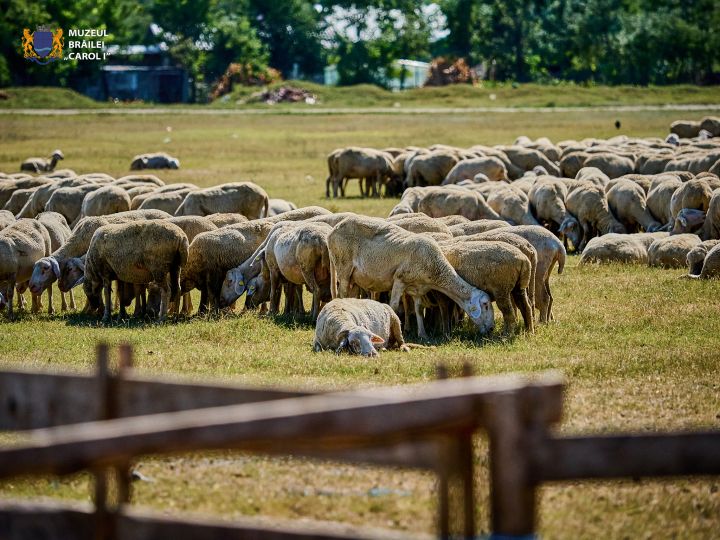 „TRANSHUMANȚA ȘI PASTORITUL TRADIȚIONAL: PARTE A PATRIMONIULUI CULTURAL ...