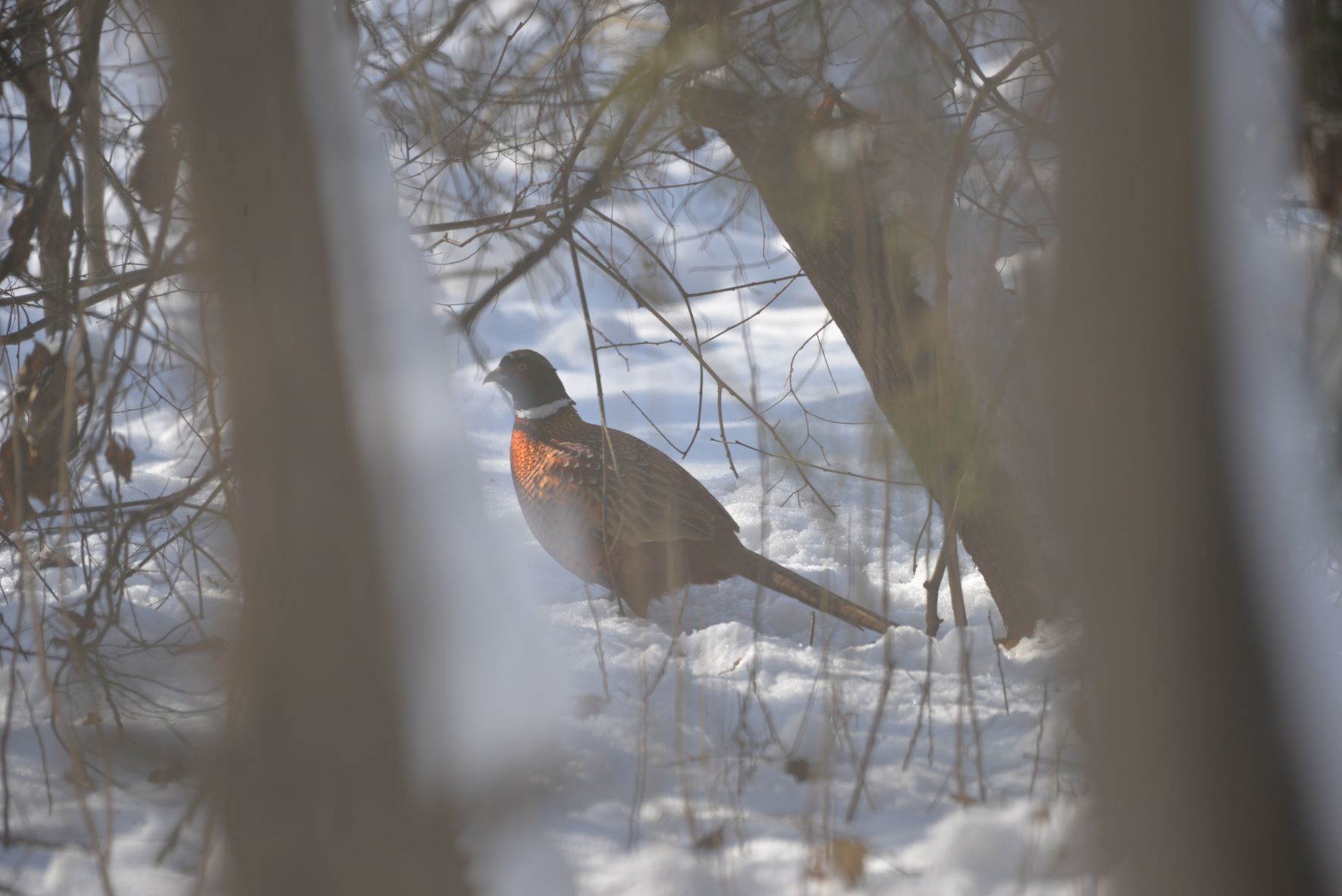 FAZAN (Phasianus colchicus), la Muzeul Brăilei „Carol I” - Secția ...